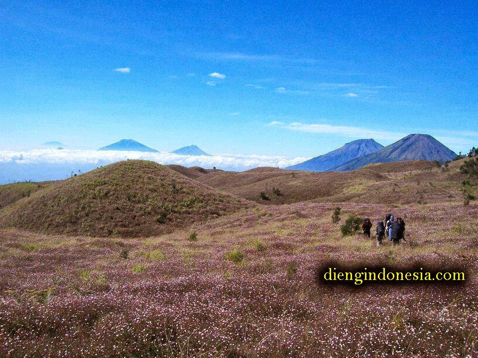 Adventure-Jogja: Keindahan bukit Teletubbies dan taman bunga Daisy yang ...