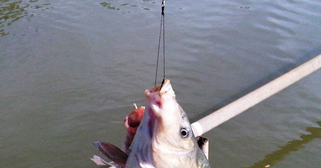 Tips Mancing Ikan Mas yang Tepat Sasaran dan Banyak Dilupakan