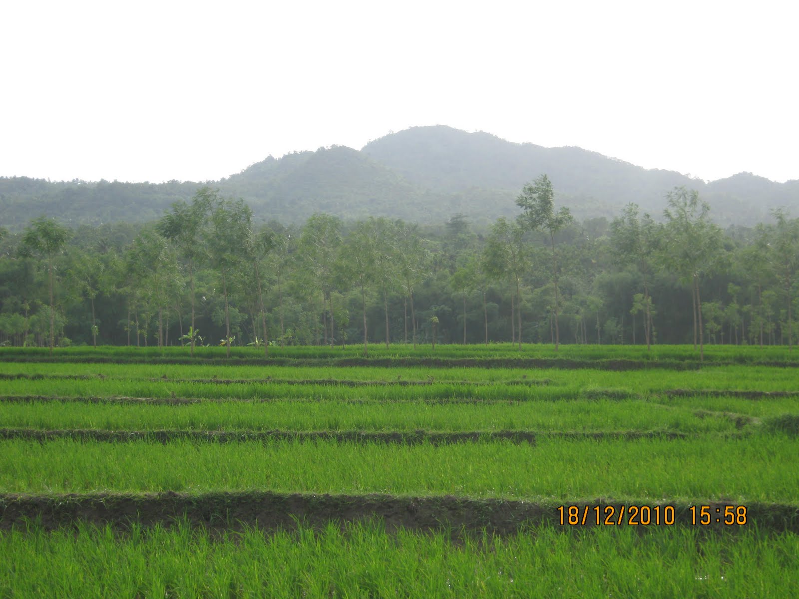 NATURAL WALLPAPER: alam