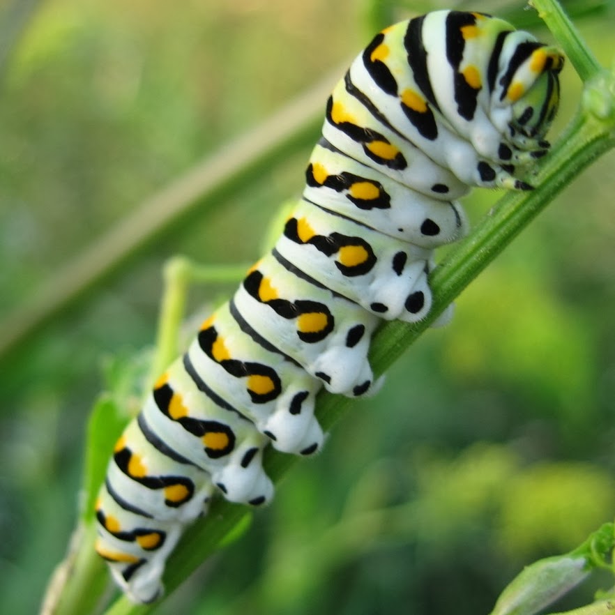 Ide Populer 25+ Ulat Bulu