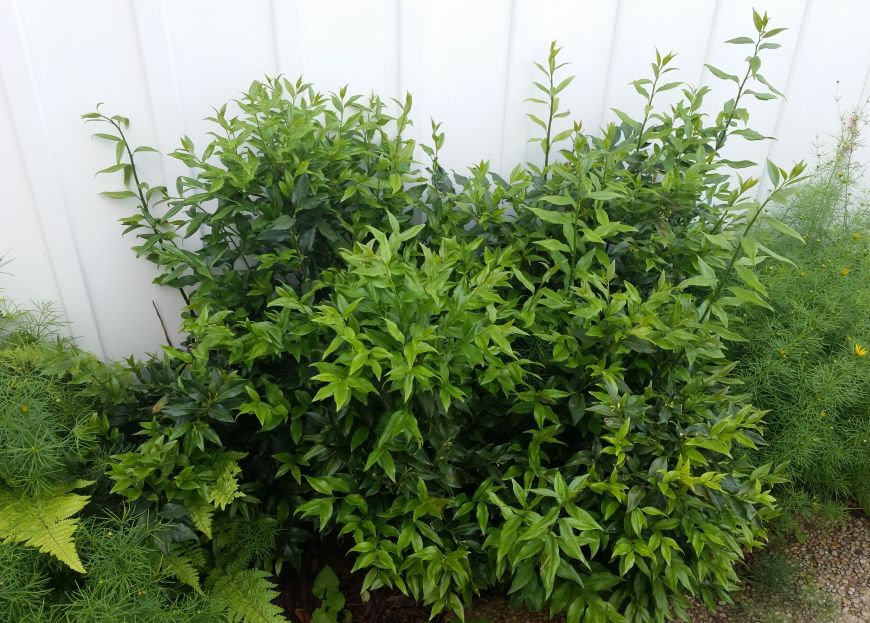 Future Plants by Randy Stewart: Sarcococca - Sweet Box