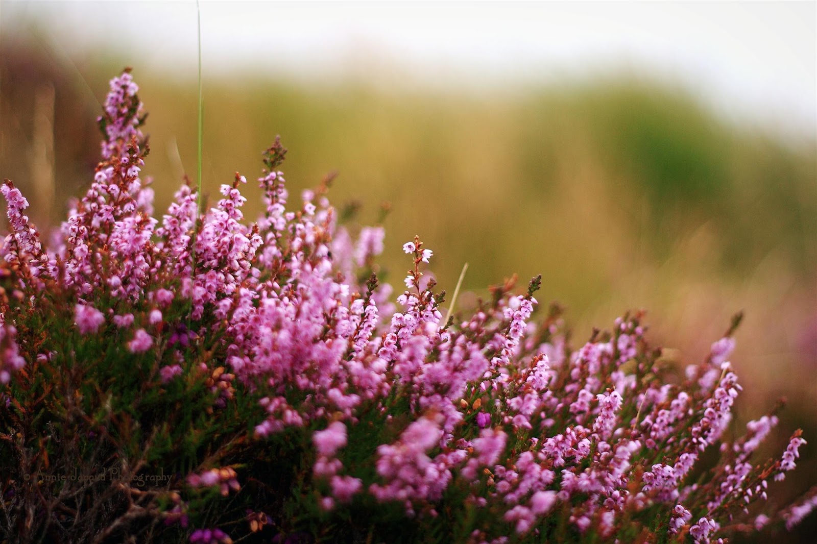 VRATSAGIRL a girl with a camera: Heather in the summer grass