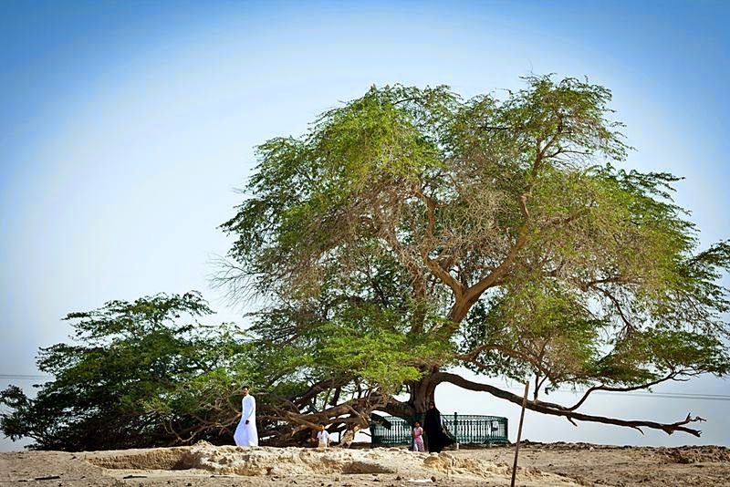 PAVAN MICKEY: Tree of Life, Bahrain