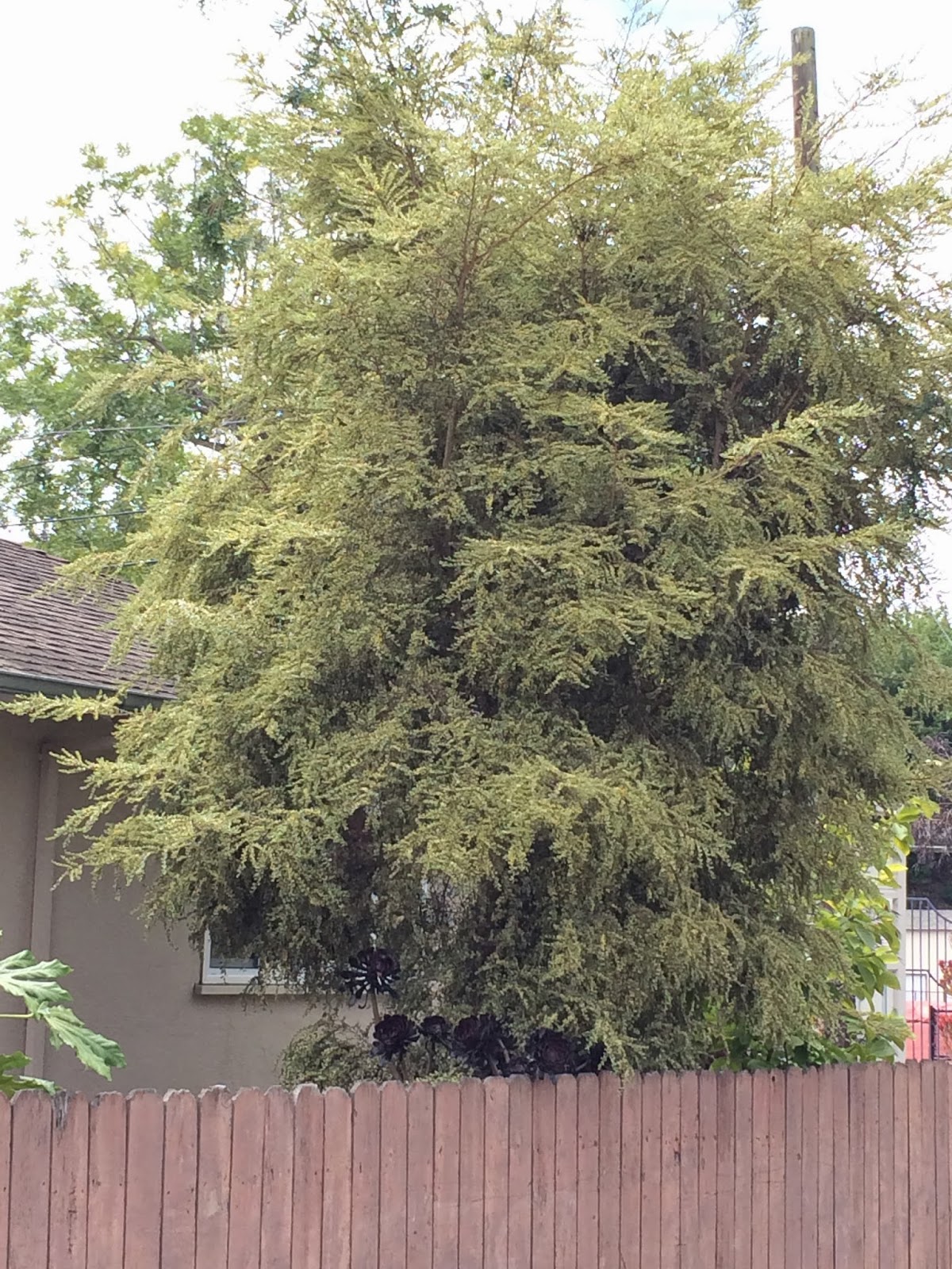 Trees of Santa Cruz County: Azara microphylla 'Variegata' - Variegated ...