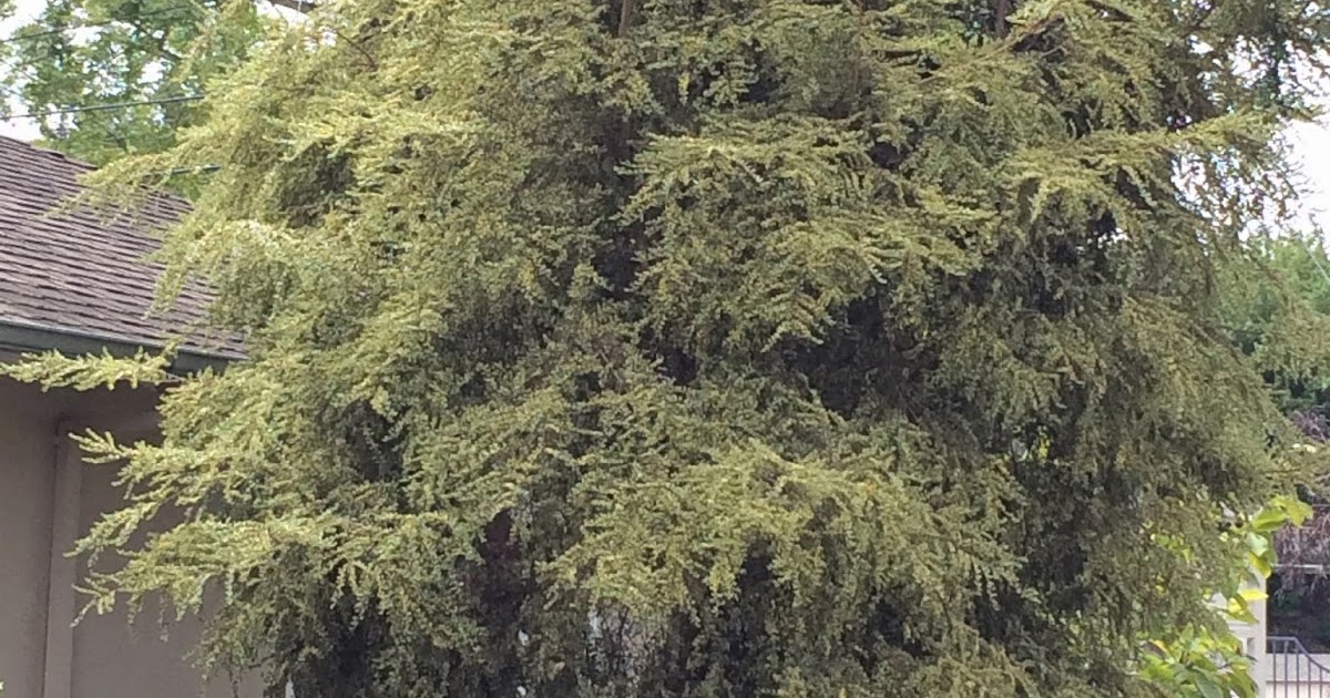 Trees of Santa Cruz County: Azara microphylla 'Variegata' - Variegated ...