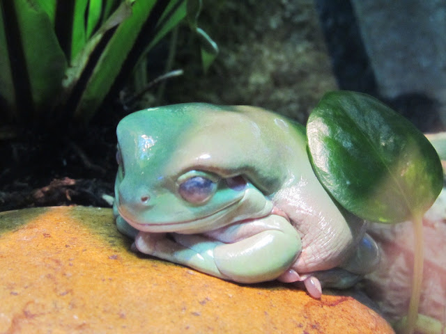 Life with Dylan: It's National Save the Frogs Day!