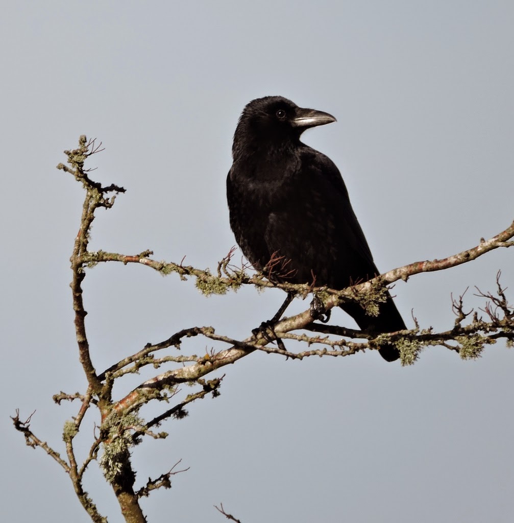 Dartmoor Ramblings: A CROW & PASTEL SNOW SCENES