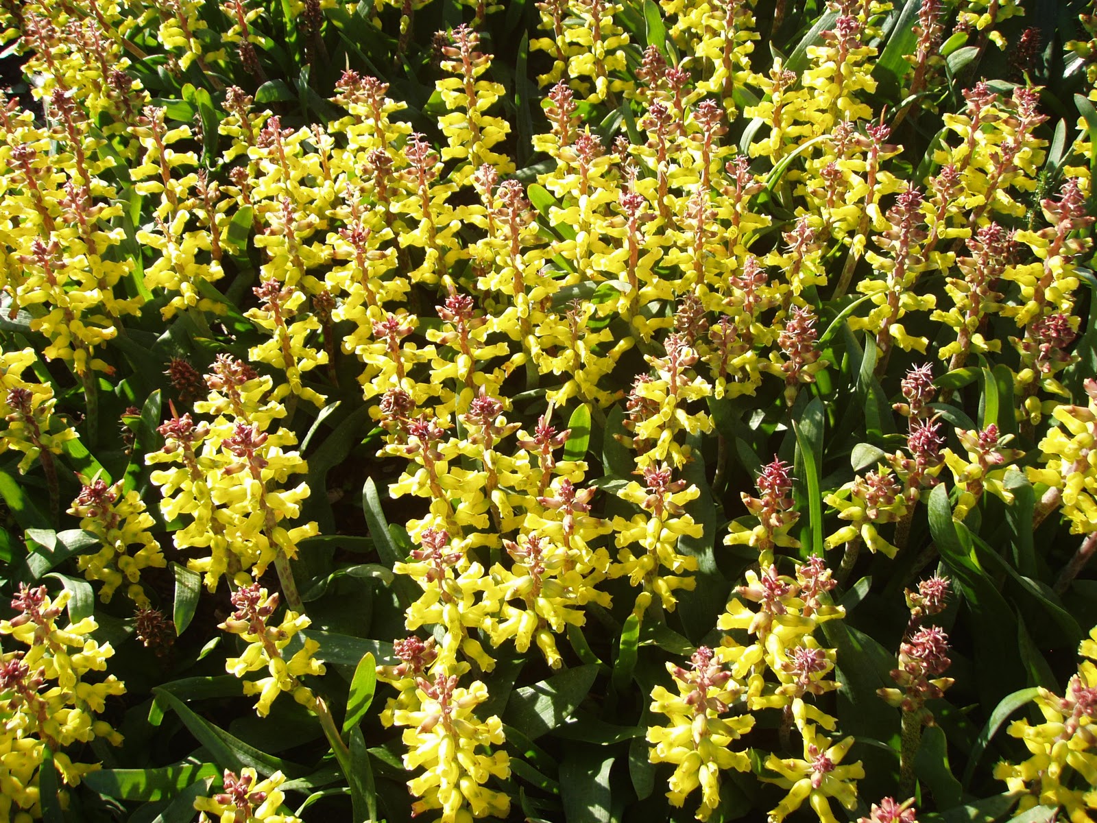 New Plant Indigenous: Lachenalia bulbs are here!