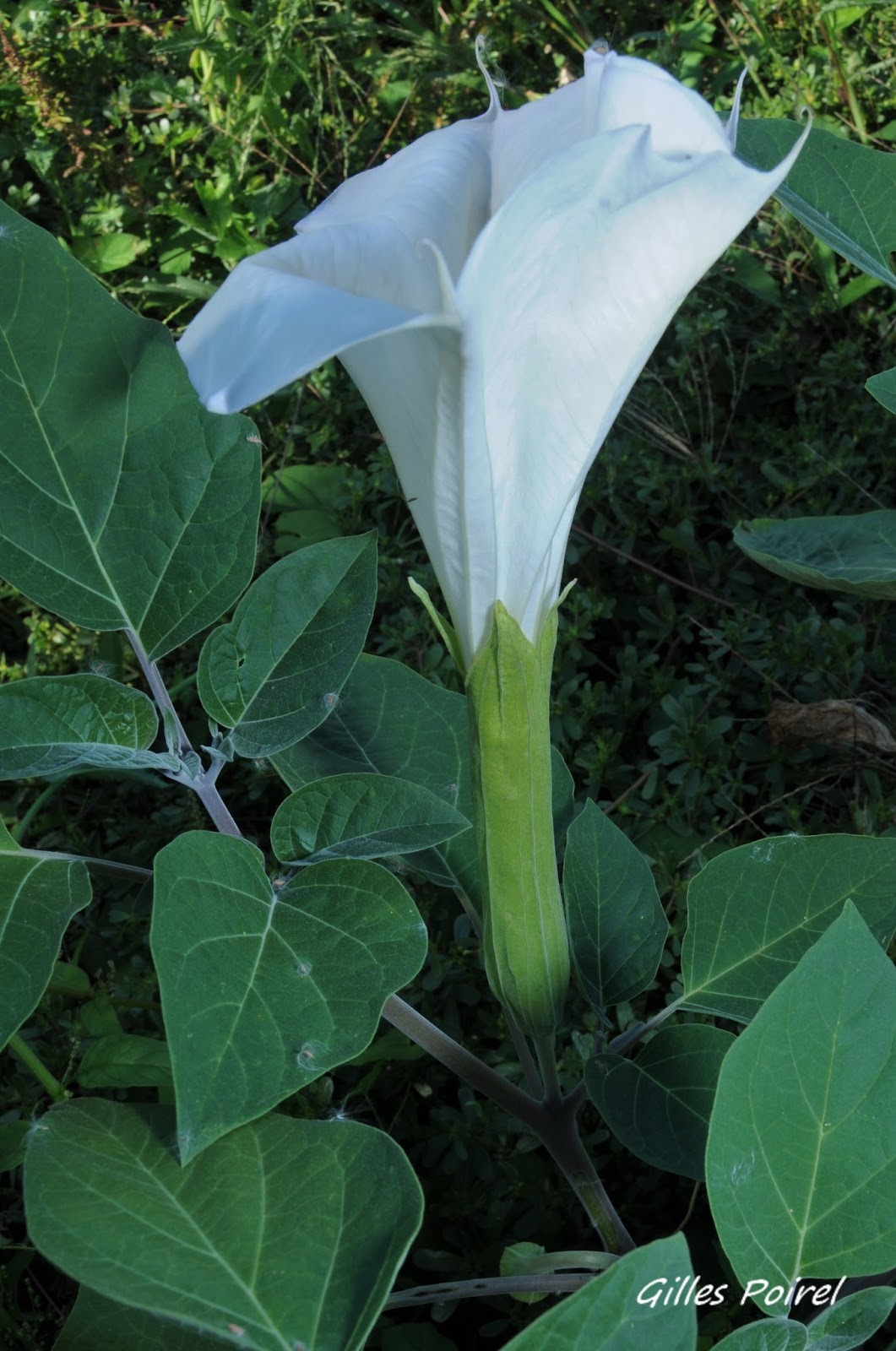 JURA, UNE TERRE, DES HOMMES: La Stramoine commune. Datura stramonium.