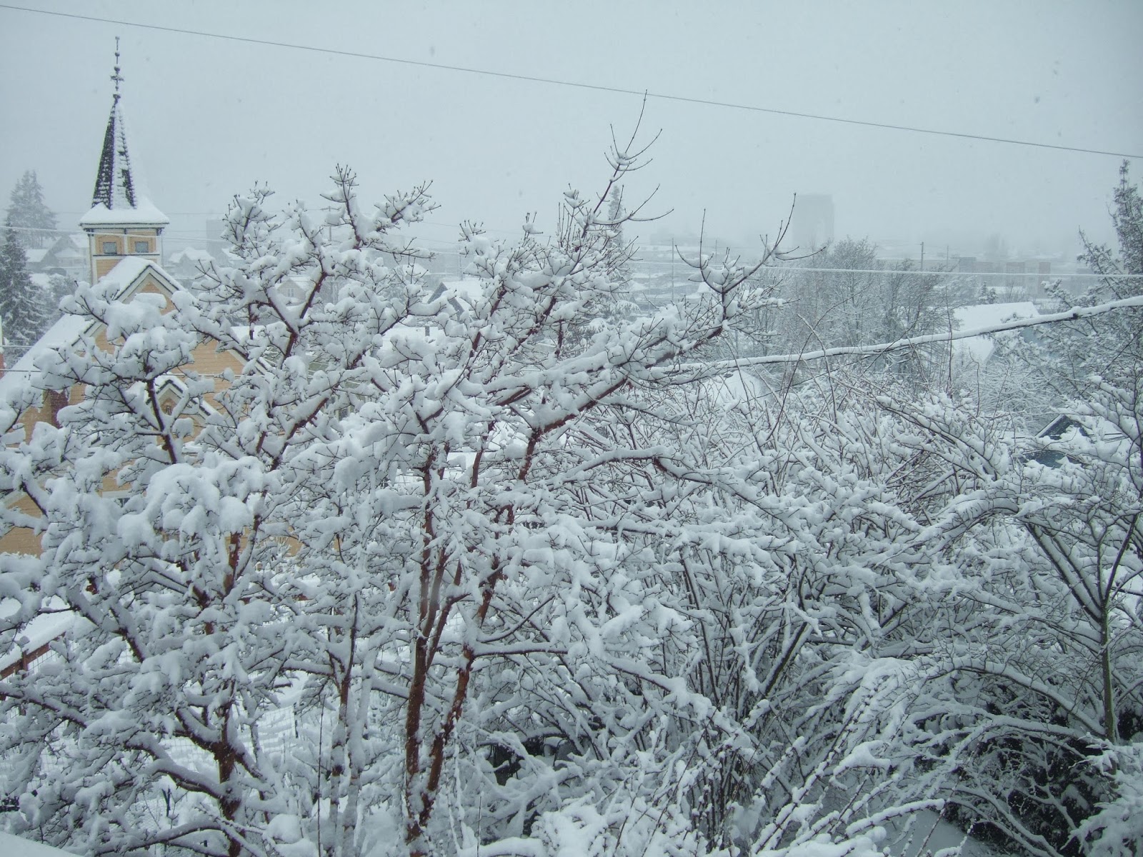 Reading the Washington Landscape: Bellingham Snow: The Pride and the Shame