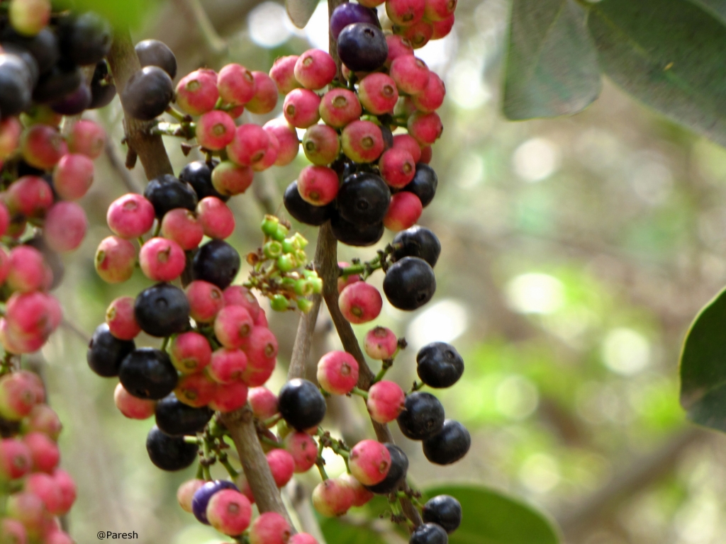 Gifting Trees...: 2012