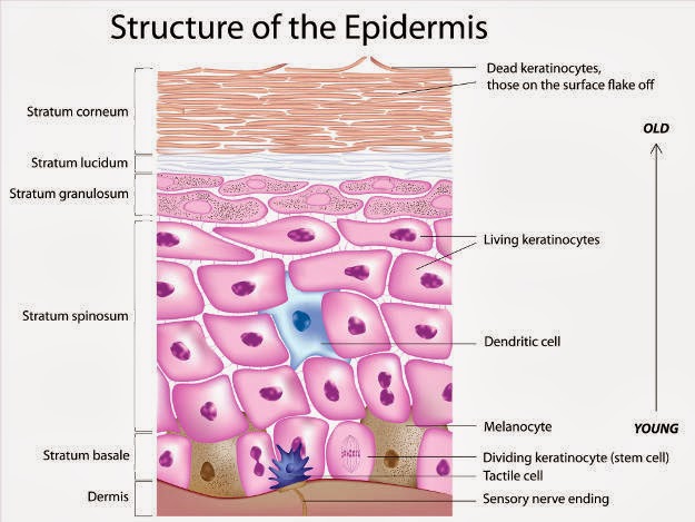 Structure Of The Epidermis Biological Science Picture
