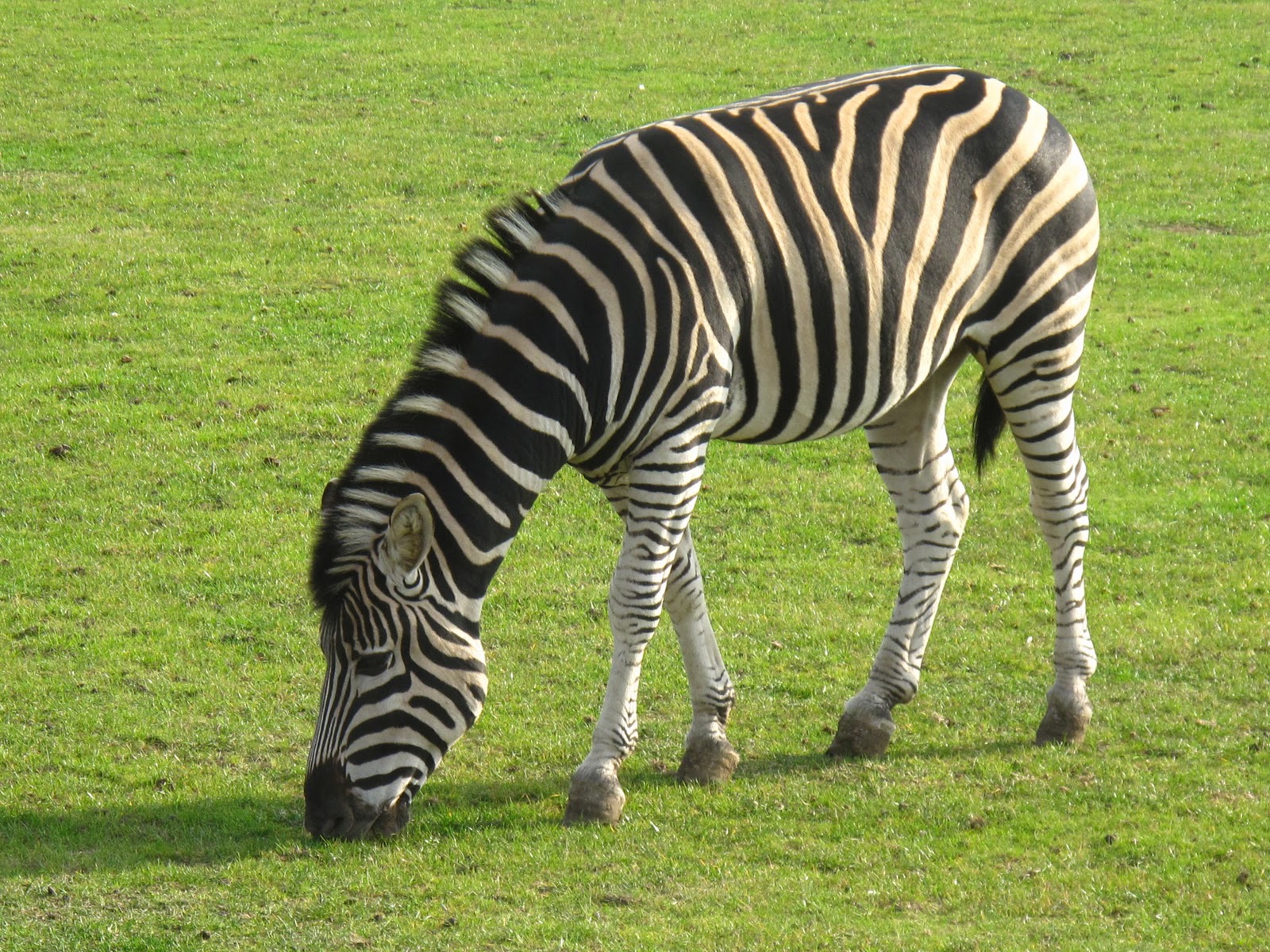 Wild at Hull: Yorkshire Wildlife Park