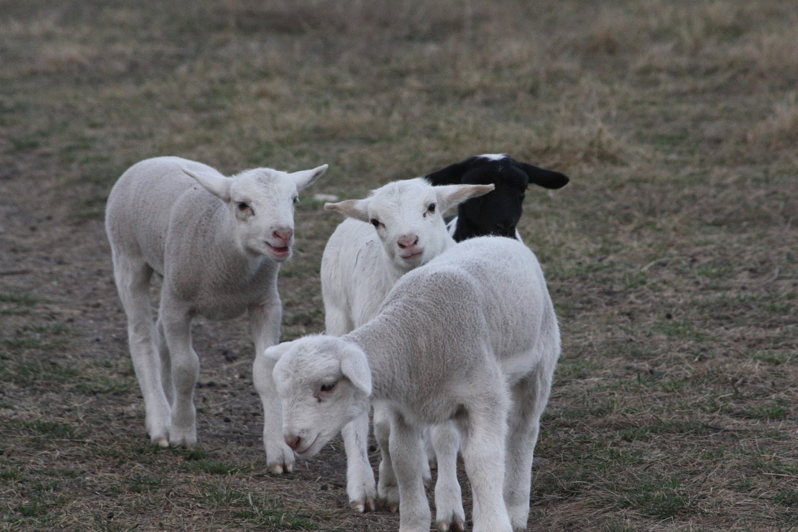 Wild Ed's Texas Outdoors: WildWoods Lambs