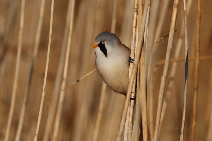 Meet The Bearded Reedling, The Adorable Round Bird That Looks Straight ...