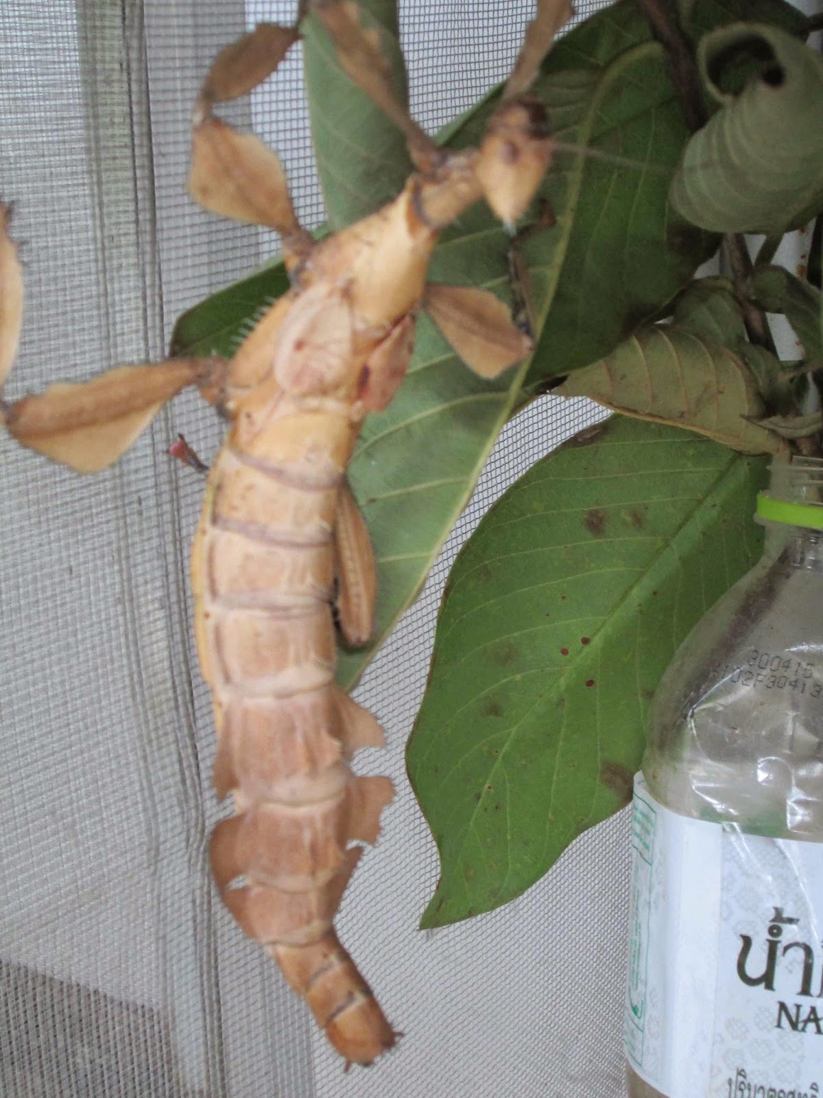 Trev in Indo: Thailand and Laos