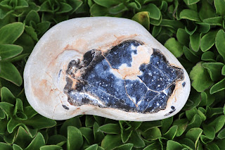 In the Company of Plants and Rocks: Still Life with Pebbles