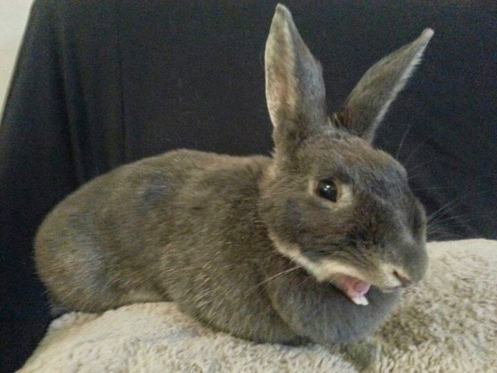 InterWeb Teens: Screaming Rabbits are underrated Hilarious