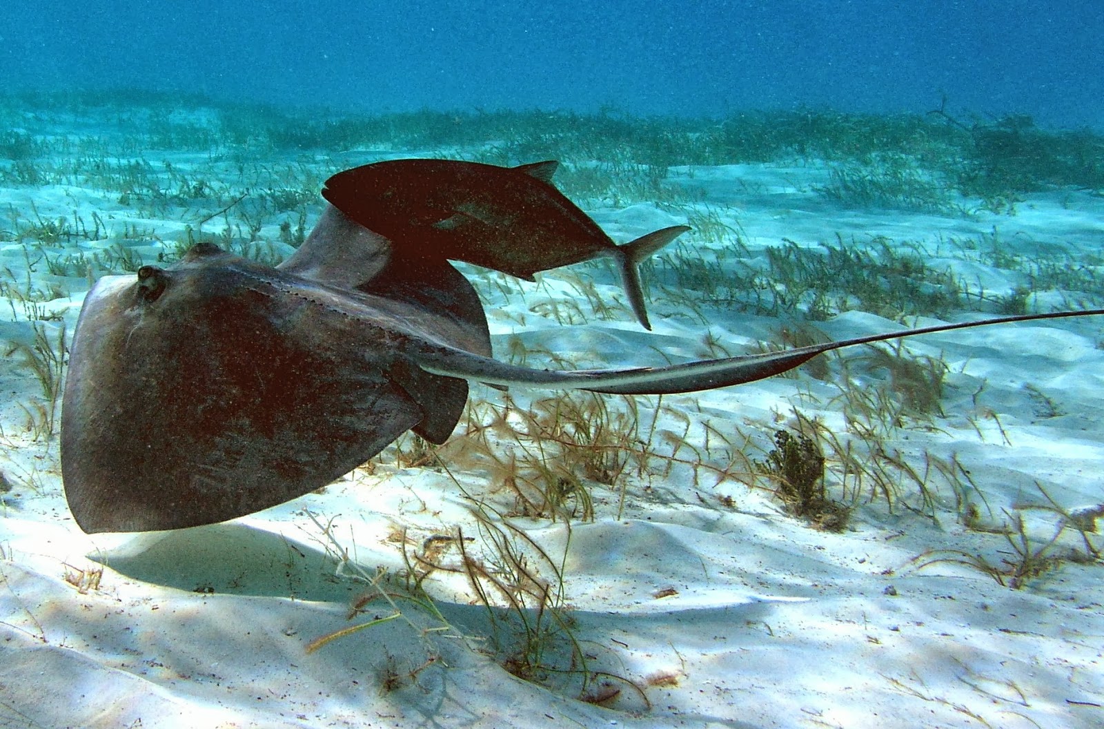 American E-Store: Stingray Fish