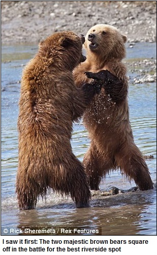 The animal zone: Time for a bear hug: Wrestling brown grizzlies square ...