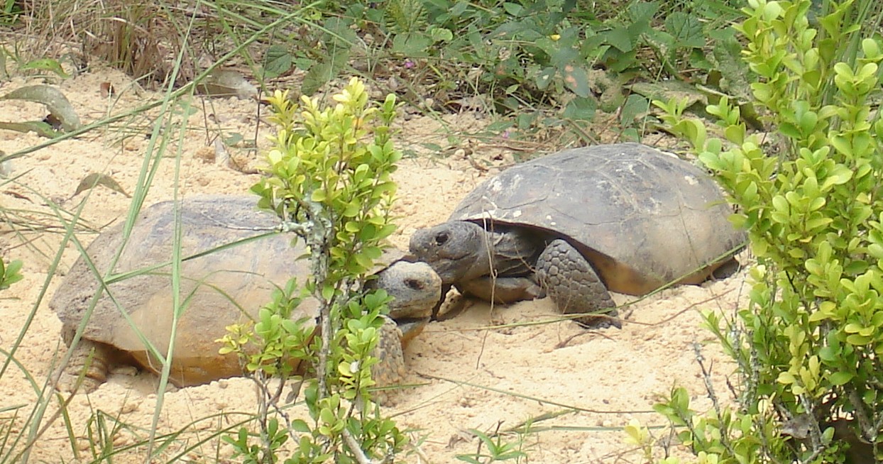Blue Starr Gallery: Gopher Tortoise Mating Dance