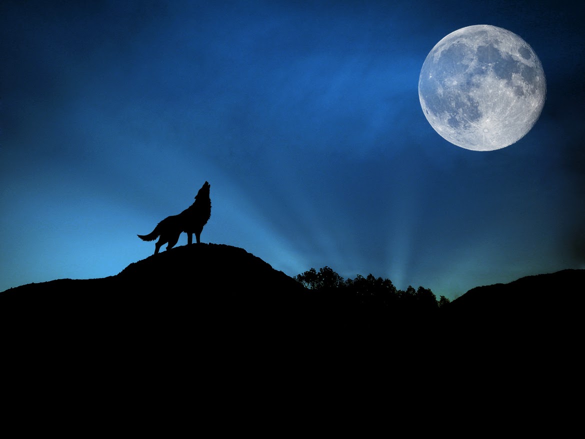 lobo-y-luna-wolf-and-moon.jpg (1170×878) | Moon photography, Moon ...