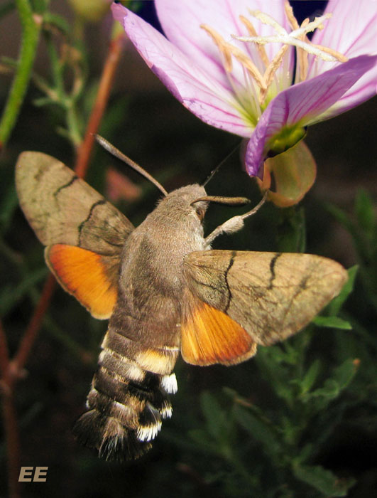 Mallorca es así también: Macroglossum stellatarum - Esfinge colibri