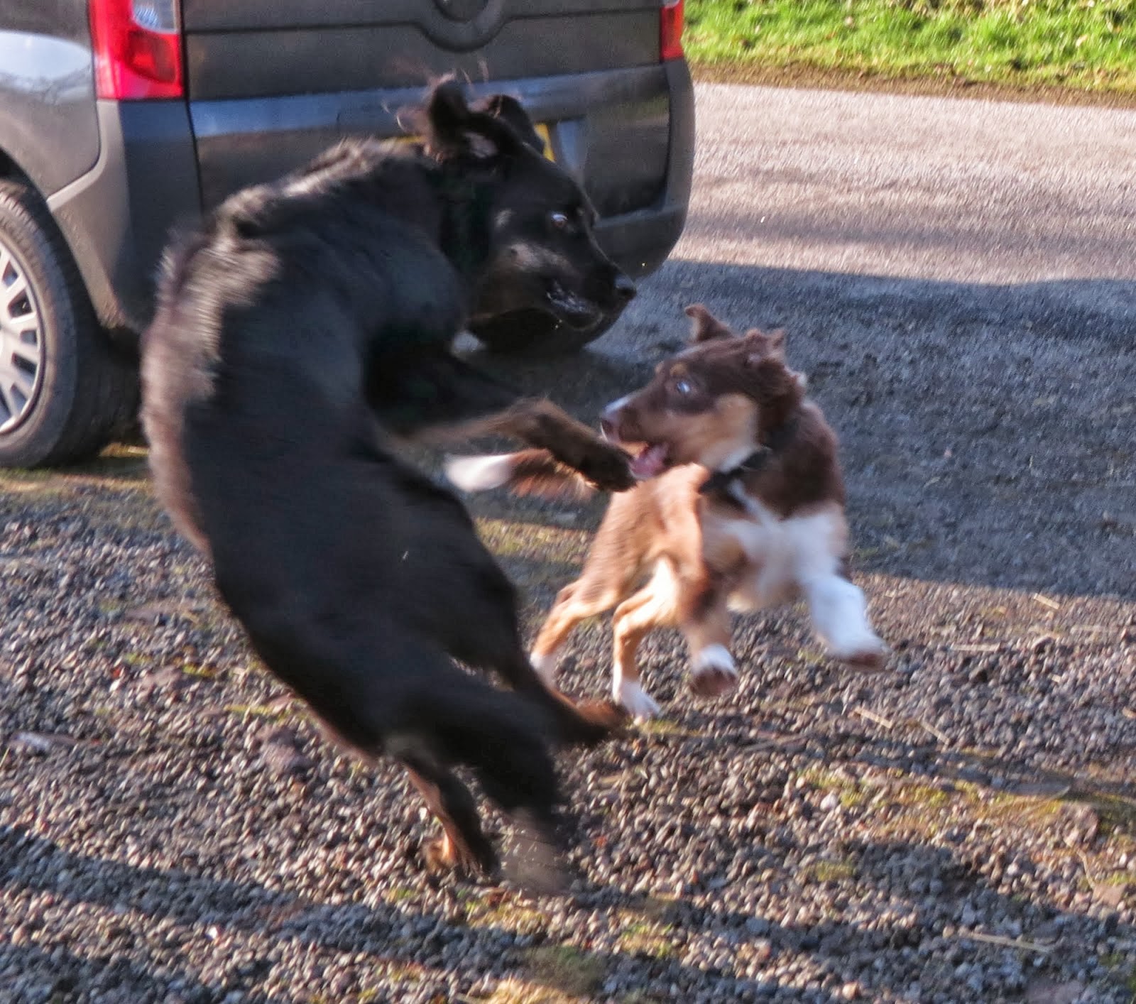 What Every First-time Hovawart Owner Should Know: Socialization with ...