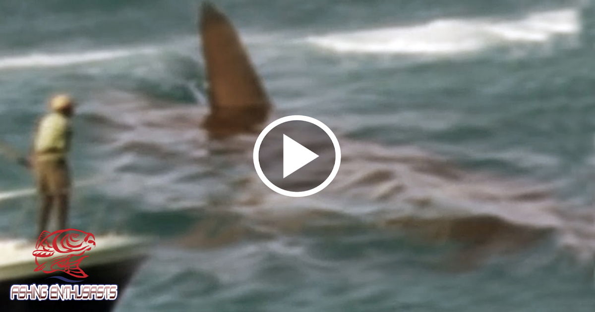 Megalodon Shark Caught on Tape - 2017 Documentary Collection of Best ...