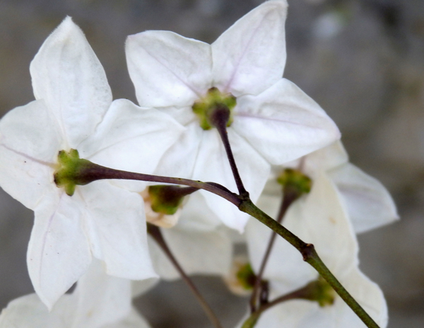 El solano (Solanum jasminoides)