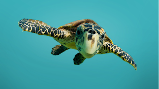 Mich Café: October 2011