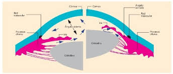 TUTORÍAS EN OPTOMETRÍA: ÁNGULO IRIDOCORNEAL