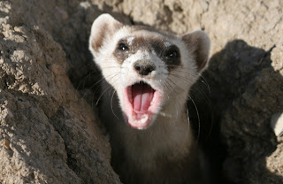 Endangered Animals: Black-Footed Ferret