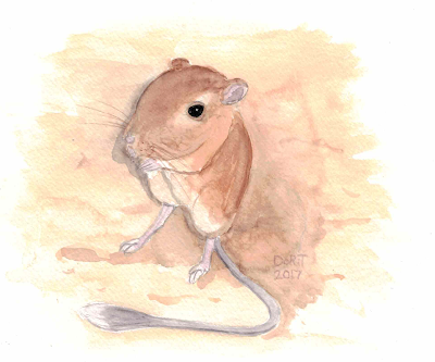 Feeling Cartoonistic: Watercolor Rodents #2: Kangaroo Rat