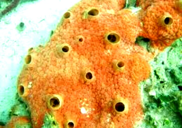 4 Kelas Porifera dan Contohnya