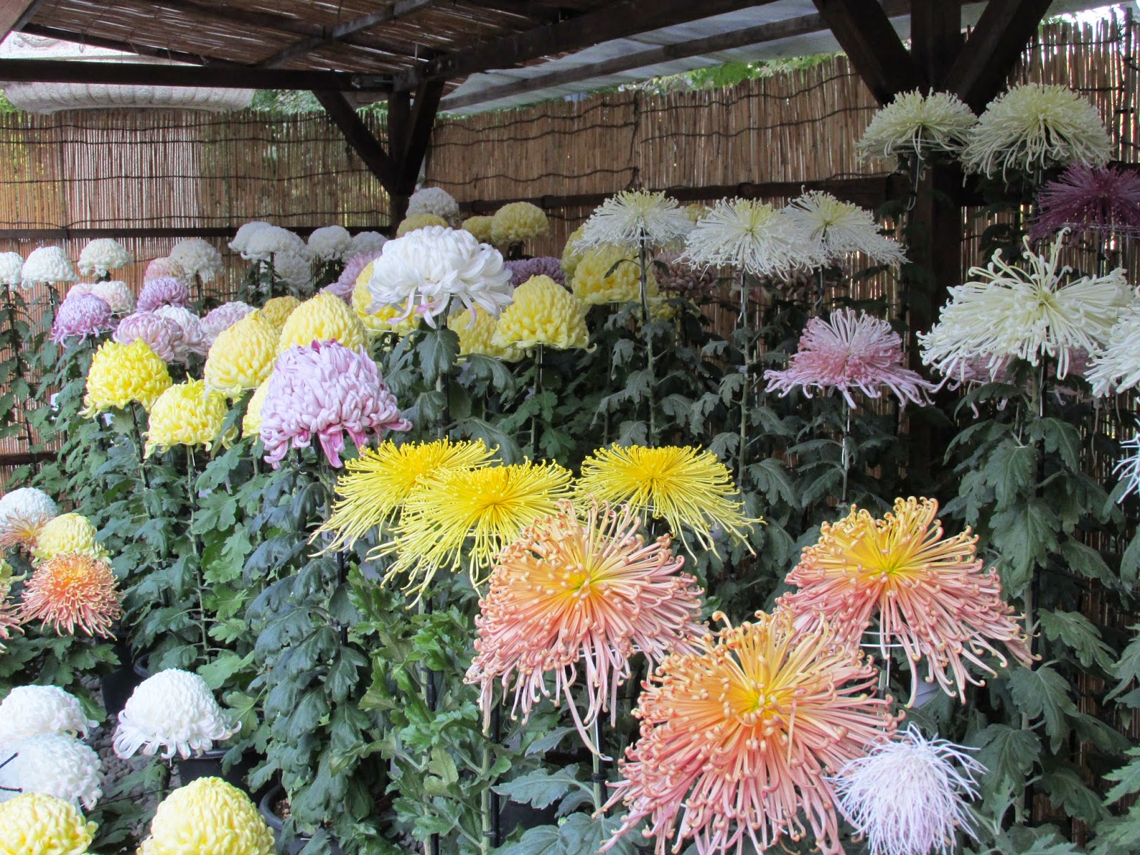 The Travelling Bee: Kiku Matsuri – Japanese Chrysanthemum Flower Festival