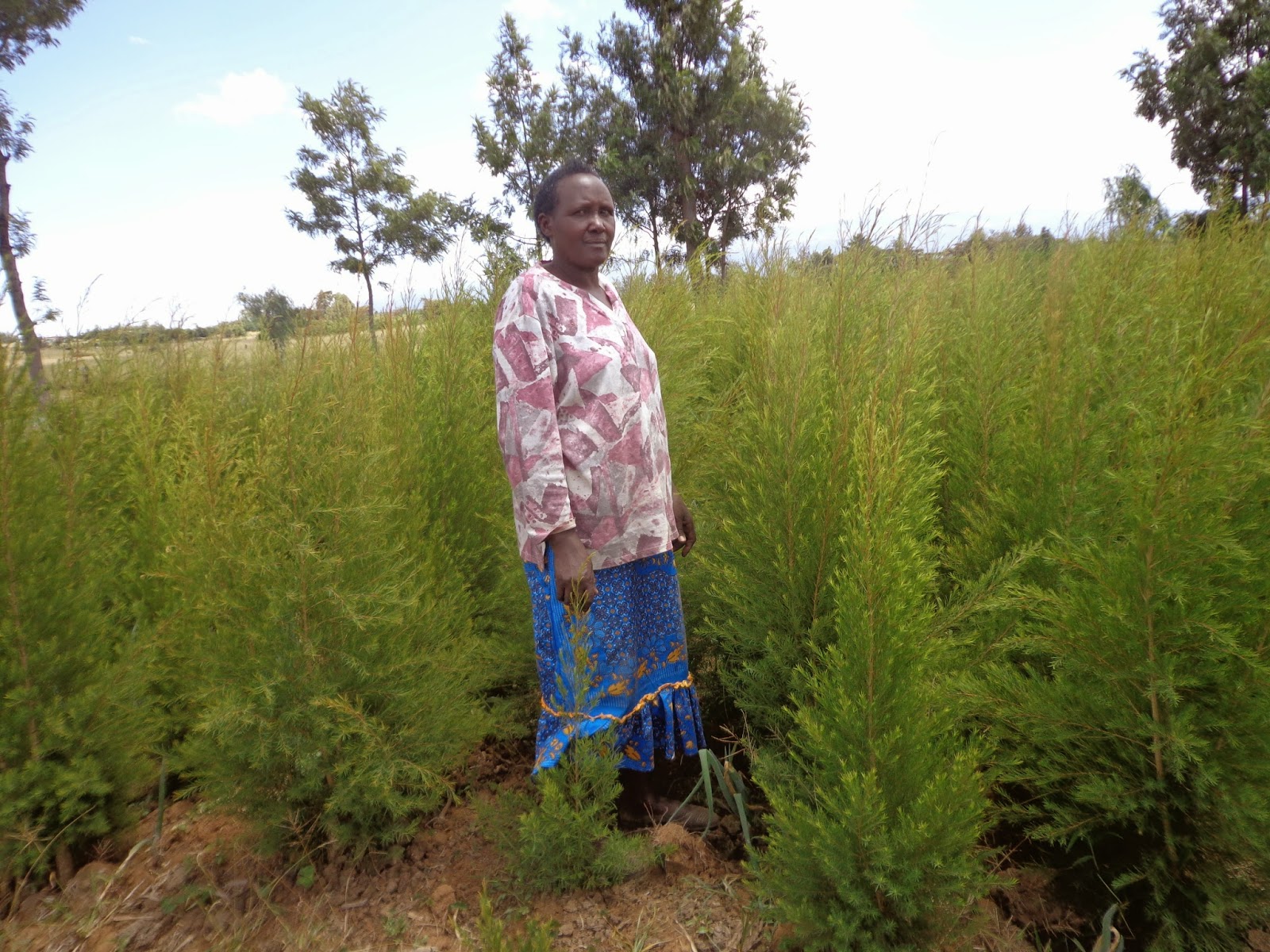 Kenya Organic Agriculture Network (KOAN): Expansion of Tea Tree ...