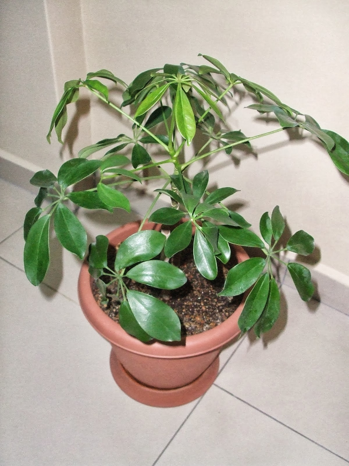 Tarım Siteniz: Şeflera (Schefflera) iç ve dış mekan süs ağacı