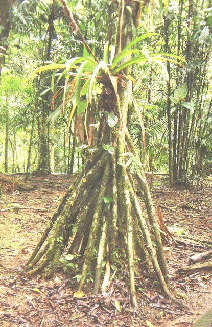 Έκτακτο Παράρτημα: Socratea Exorrhiza: Ο φοίνικας που ...περπατάει