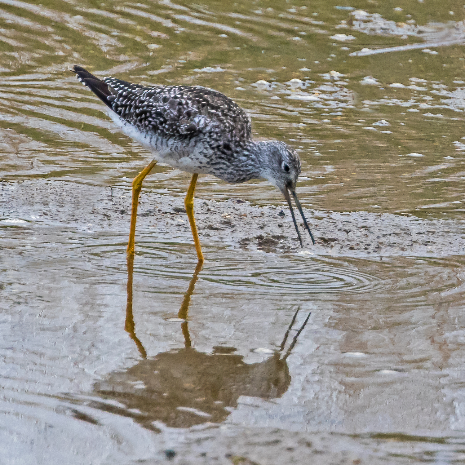 PETER'S PORTFOLIO..............Bird & Wildlife Photography: Greater ...