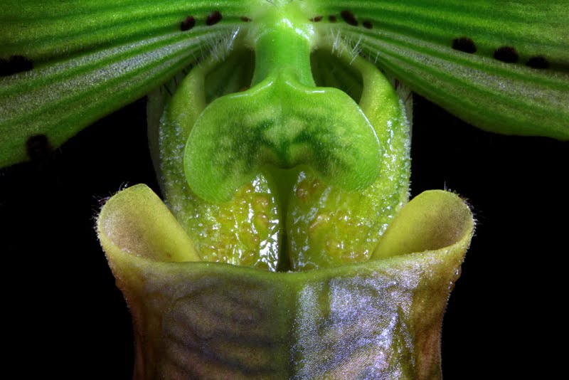 The Evolution of a Pampered Orchid: What's in a Name? The Difference ...