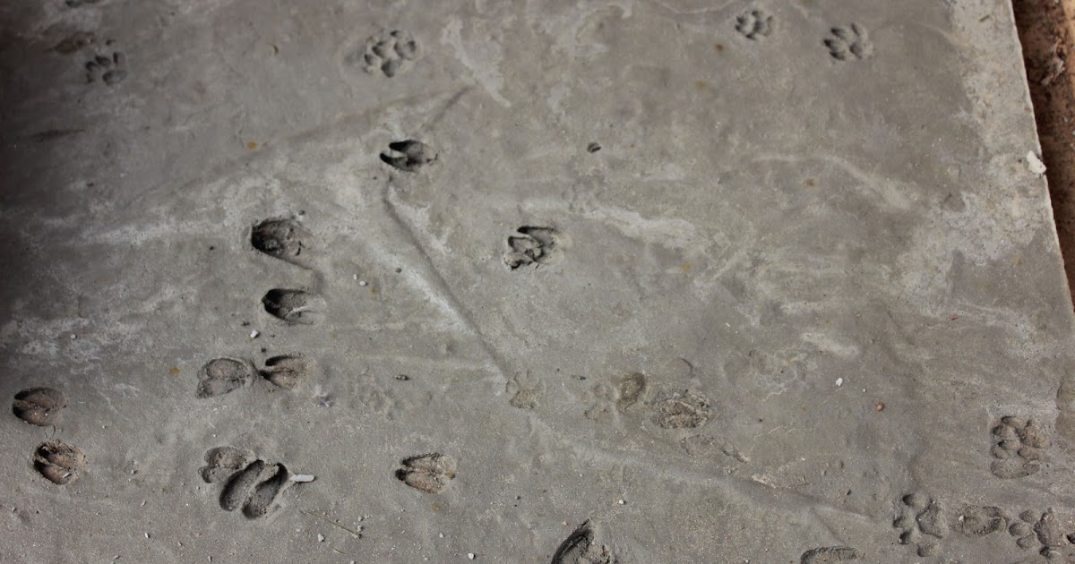 the considered life: Goat Tracks