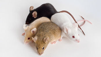 Lab Animal Vet: Answers Questions 21-30