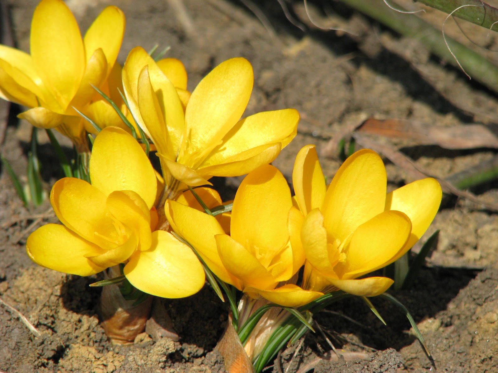 Fészekrakó: Tavaszi viragok