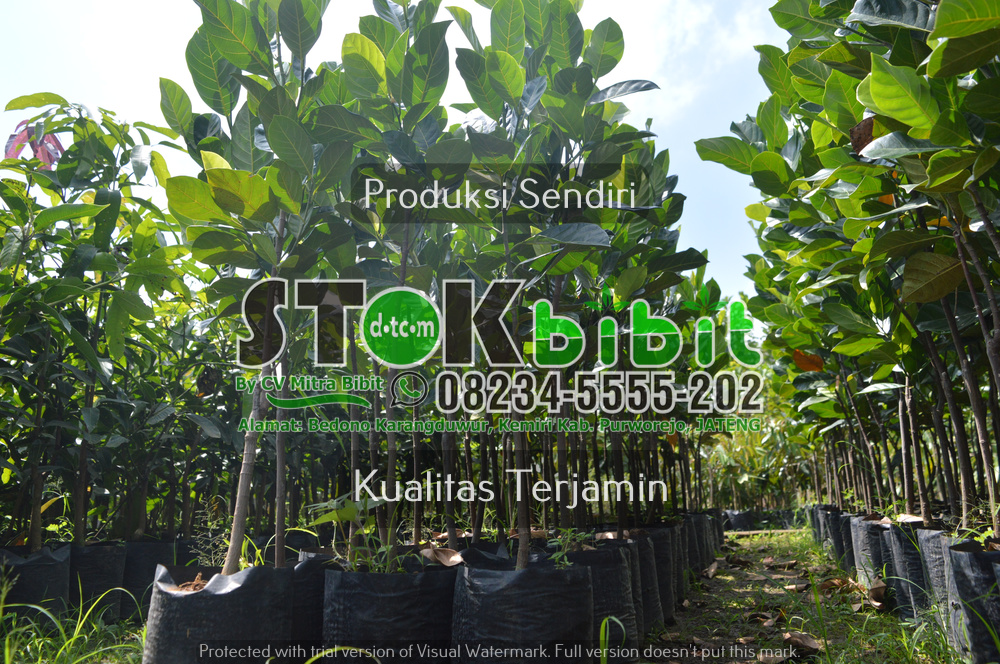 Ki hujan atau Trembesi pohon trembesi besar - bibit mangga di majalengka