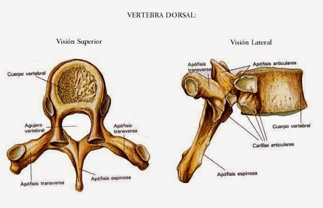 Anatomía del cuerpo humano: Vértebras torácicas