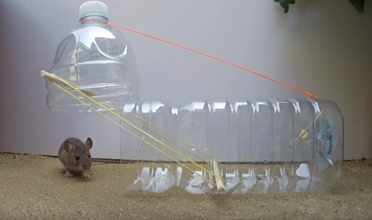 Kinds of Mouse Traps and Uses ~ How to Style