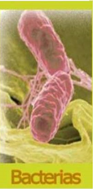 Blog de Bases de Biología Celular: Los Dominios de la Vida