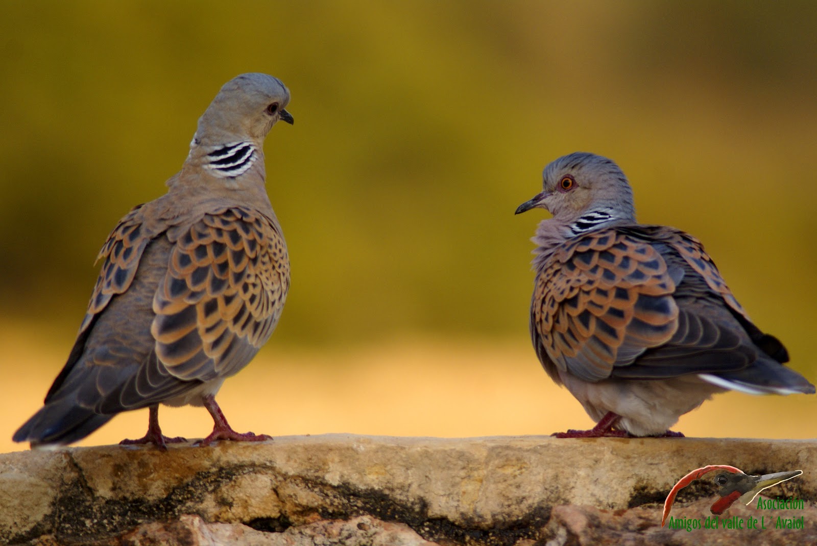 wallpapernarium: Dos pequeñas palomas en una rama