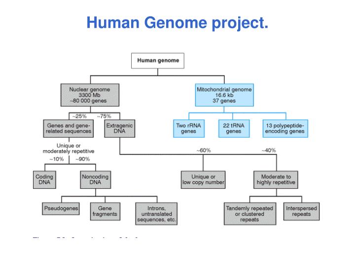 EXAMS AND ME : Human Genome Project